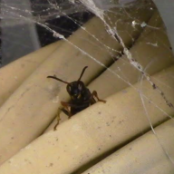 What is the purpose of the concentric neutral on SE cable ...